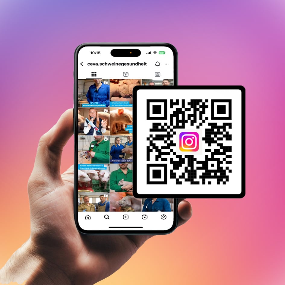 Rotlauf bei Schweinen: Diese bakterielle Erkrankung ist auch auf den Menschen übertragbar